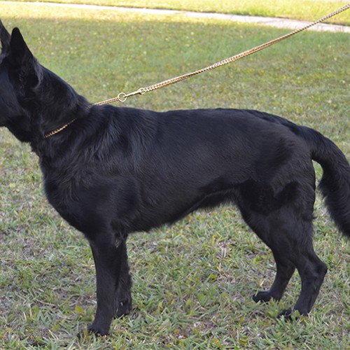 Ominous Onyx Gallery