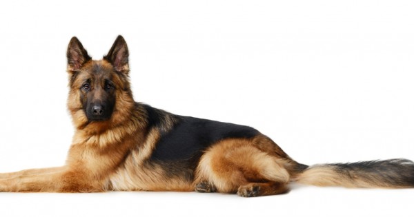 Adult German Shepherds