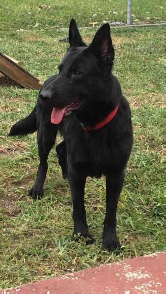 Midnight Anubis Von Culajay