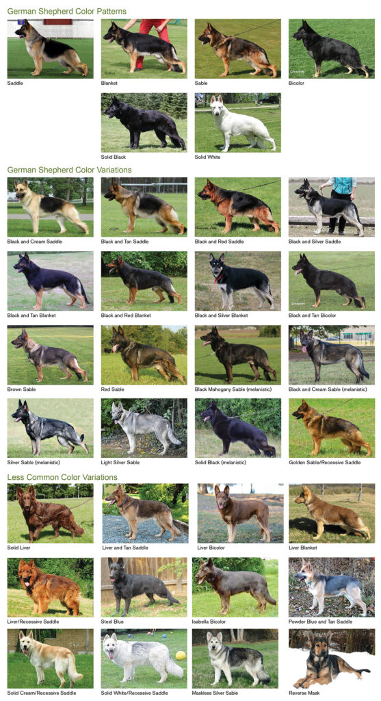 GSD Coat Colors