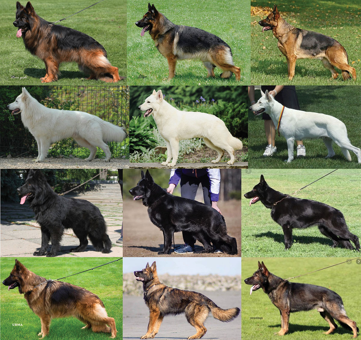 GSD Coat Colors