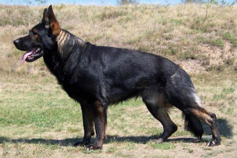 GSD Types