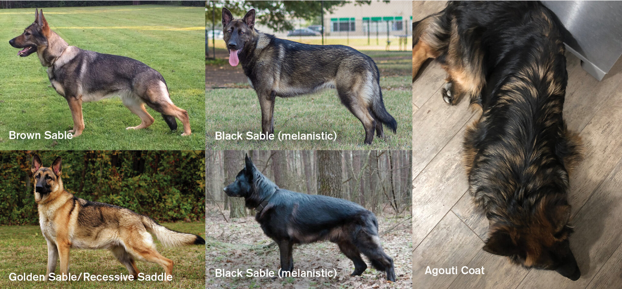 GSD Coat Colors